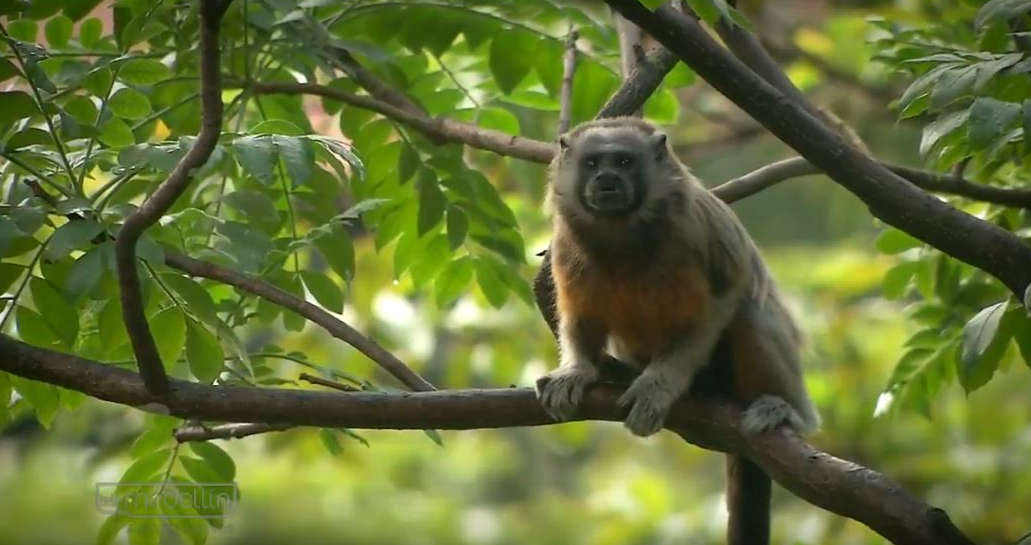 Páginas - Liberación de monos titís en la Universidad de Antioquia