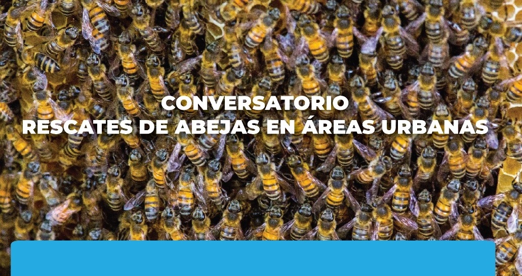 Páginas - Conversatorio "Rescates de abejas en áreas urbanas"